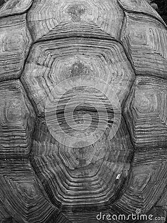 Hexagon Shape Turtle Shell Texture Background Royalty-Free Stock Photo ...