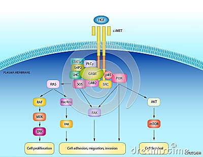HGF Signaling Pathway Royalty-Free Stock Photo | CartoonDealer.com ...