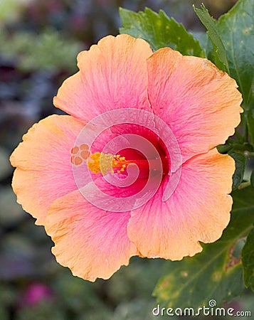 Hibiscus Flower Royalty Free Stock Image - Image: 91346