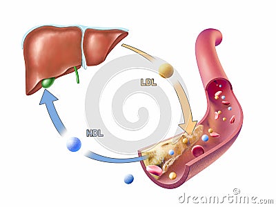 Cholesterol Transport In The Human Body Royalty-Free Illustration ...