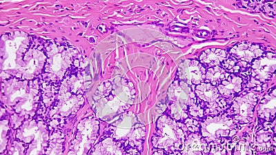 High Magnification 200x of Section of Human Duodenum Filmed Under ...