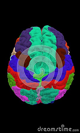 High Resolution 3D Brain Surface Meshes With Color-coded For Different ...