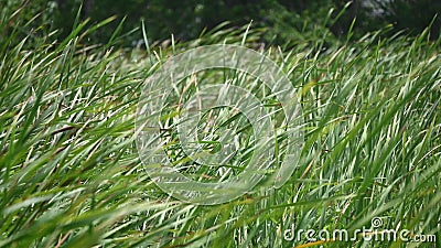 The High Resolution Footage the Swaying of the Long Leaf Weed with Wind ...