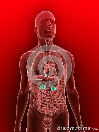 Highlighted Adrenal Glands Stock Illustration | CartoonDealer.com #11898142