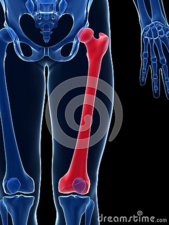 Highlighted Femur Stock Illustration | CartoonDealer.com #30723955