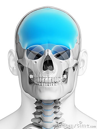 Highlighted Frontal Bone Stock Illustration | CartoonDealer.com #30721744