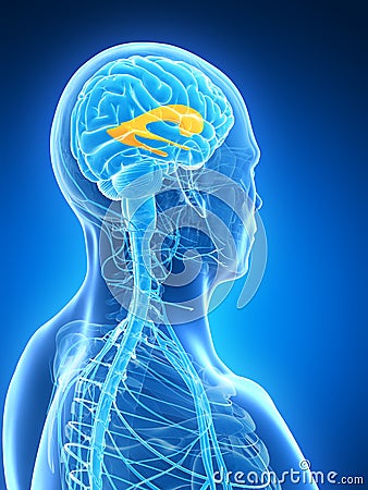 Highlighted Lateral Ventricle Stock Illustration | CartoonDealer.com ...