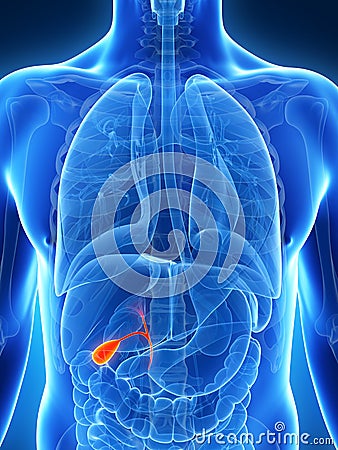Highlighted Male Gallbladder Royalty Free Stock Image - Image: 28989856