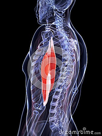 Highlighted Triceps Stock Illustration | CartoonDealer.com #34164268