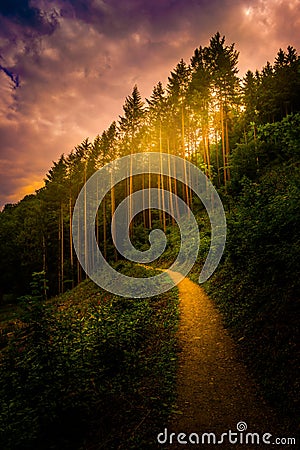 Hiking Path And Sunset In Beautiful Woods Panoramic View, Inspirational ...