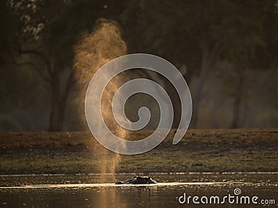 Hippo Snorting During Sunset Stock Image | CartoonDealer.com #118901275