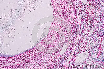 Histological Sample Ovary Of Rabbit Tissue Under The Microscope. Stock ...