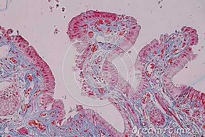 Histological Sample Simple Columnar Epithelium Tissue Under The ...