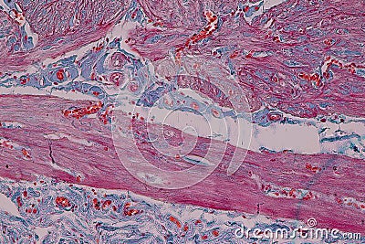 Histological Sample Simple Columnar Epithelium Tissue Under The ...