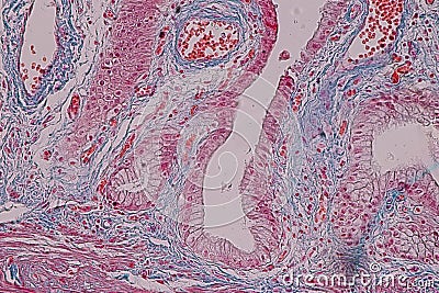 Histological Sample Simple Columnar Epithelium Tissue Under The ...