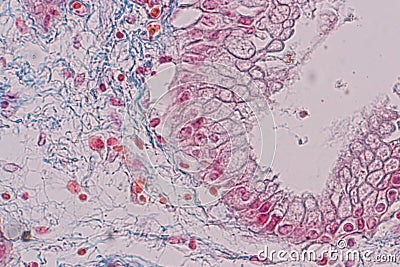 Histological Sample Simple Columnar Epithelium Tissue Under The ...