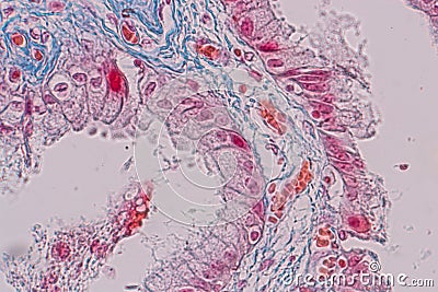 Histological Sample Simple Columnar Epithelium Tissue Under The ...