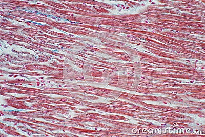 Histology Of Human Cardiac Muscle Under Microscope View For Educ ...