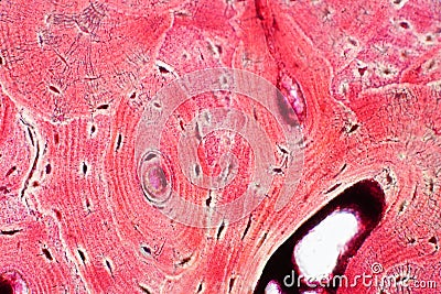 Histology Of Human Compact Bone Tissue Under Microscope View For ...