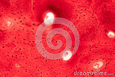 Histology Of Human Compact Bone Tissue Under Microscope View For Stock ...