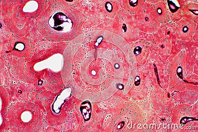 Histology Of Human Compact Bone Tissue Under Microscope View For Stock ...