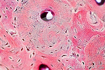 Histology Of Human Compact Bone Tissue Under Microscope View For ...