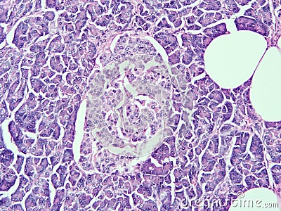 Histology Of Human Pancreas Tissue Stock Photography | CartoonDealer ...