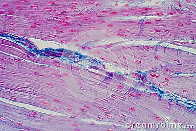 Histology Of Human Smooth Muscle Under Microscope View For Education ...