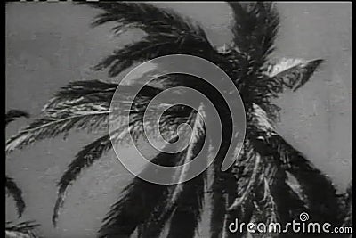 Historical Reenactment of Soldier Shooting Man Hidden in Palm Tree ...