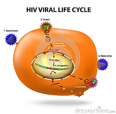 HIV Replication Cycle Vector Illustration | CartoonDealer.com #43775780