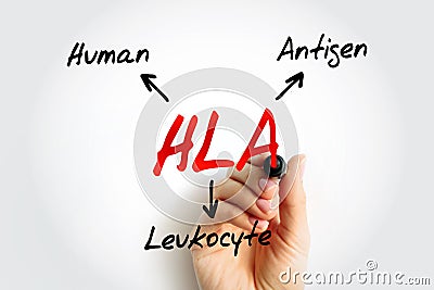 HLA Human Leukocyte Antigen - Complex Of Genes On Chromosome 6 In ...