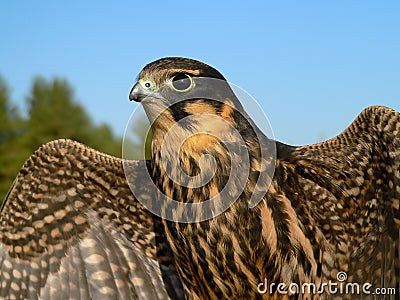 Hobby falcon stock image. Image of lore, brown, hobby - 99211601