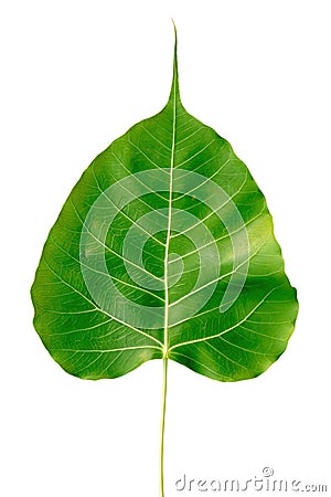 Hoja Acorazonada Delantera Foto de archivo - Imagen: 71800560