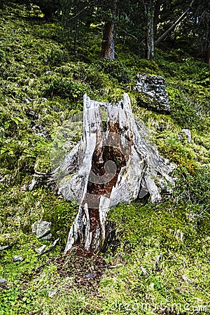 Hollowed-out, Weathered Tree Trunk Stock Image - Image: 30173211
