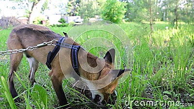 Home Fox on a leash stock video. Video of dogs, supplies - 138956085