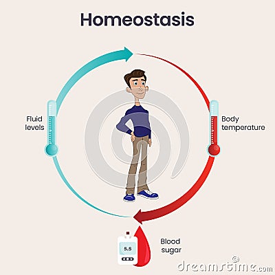 Biology Homeostasis Science Vector Illustration Infographic ...