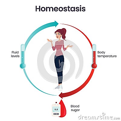 Biology Homeostasis Science Vector Illustration Infographic ...