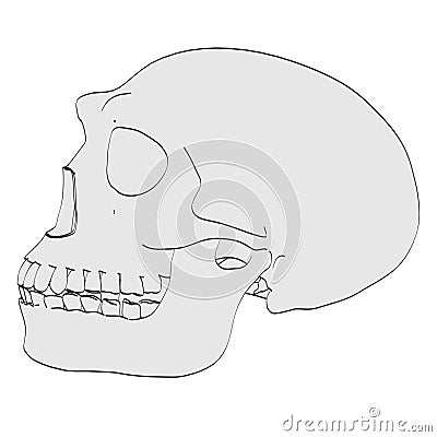 Erectus Skull Royalty Free Stock Photos - Image: 35698588