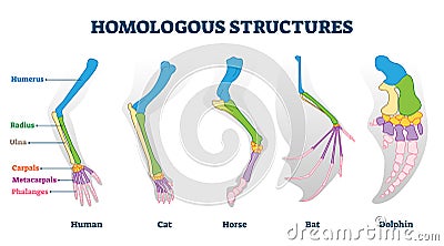 Homologous Structure Vector Illustration. Biological Species Example ...