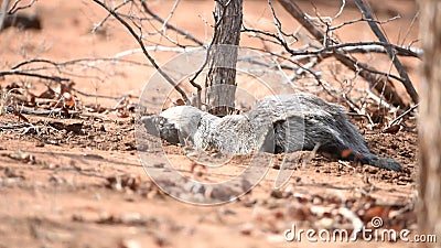 Honey Badger Digging the Soil Stock Video - Video of mammal, badger ...
