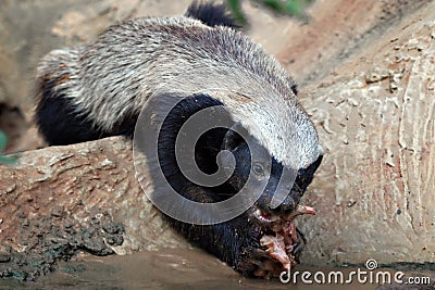 Honey Badger Feeding Royalty Free Stock Images - Image: 18670329