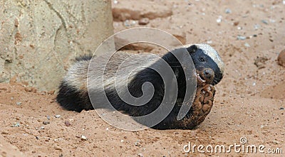 Honey Badger Feeding Royalty Free Stock Photo - Image: 32403205