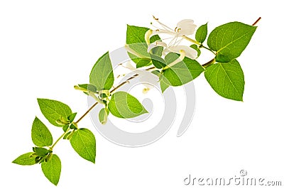 Honeysuckle Royalty Free Stock Images - Image: 32008249