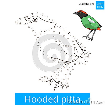 Hooded Pitta Bird Learn To Draw Vector | CartoonDealer.com #63668670