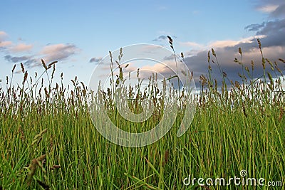 In Hoog Gras Royalty-vrije Stock Foto - Afbeelding: 10284915