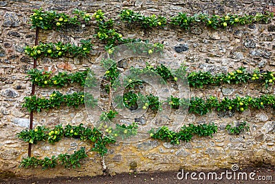 Horizontal Espalier Apple Tree Royalty Free Stock Photo - Image: 28174585