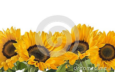 Horizontal Sunflower Line Isolated On White Background Royalty-Free ...