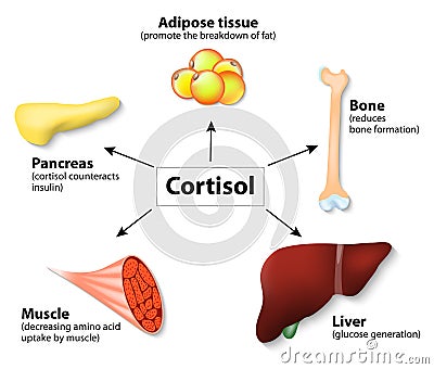 Hormone Cortisol And Human Organs Cartoon Vector | CartoonDealer.com ...