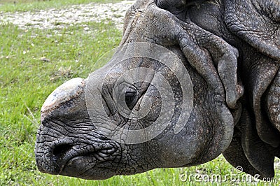 Hornless Rhino Stock Images - Image: 23470054