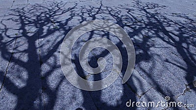 Horror Effect Shot of Tree Shadow Stock Footage - Video of horror, leaf ...